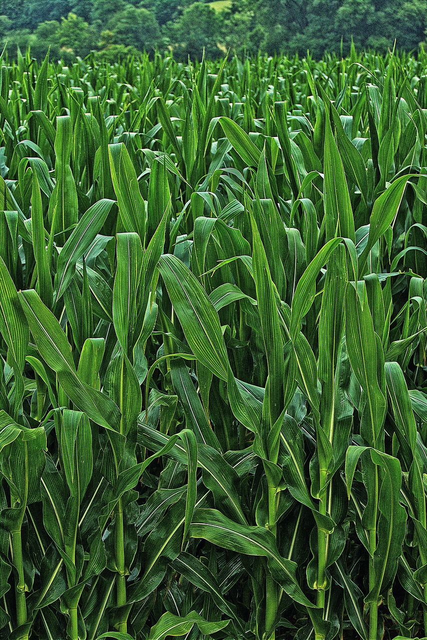 Corn Agriculture Crop - Free photo on Pixabay - Pixabay