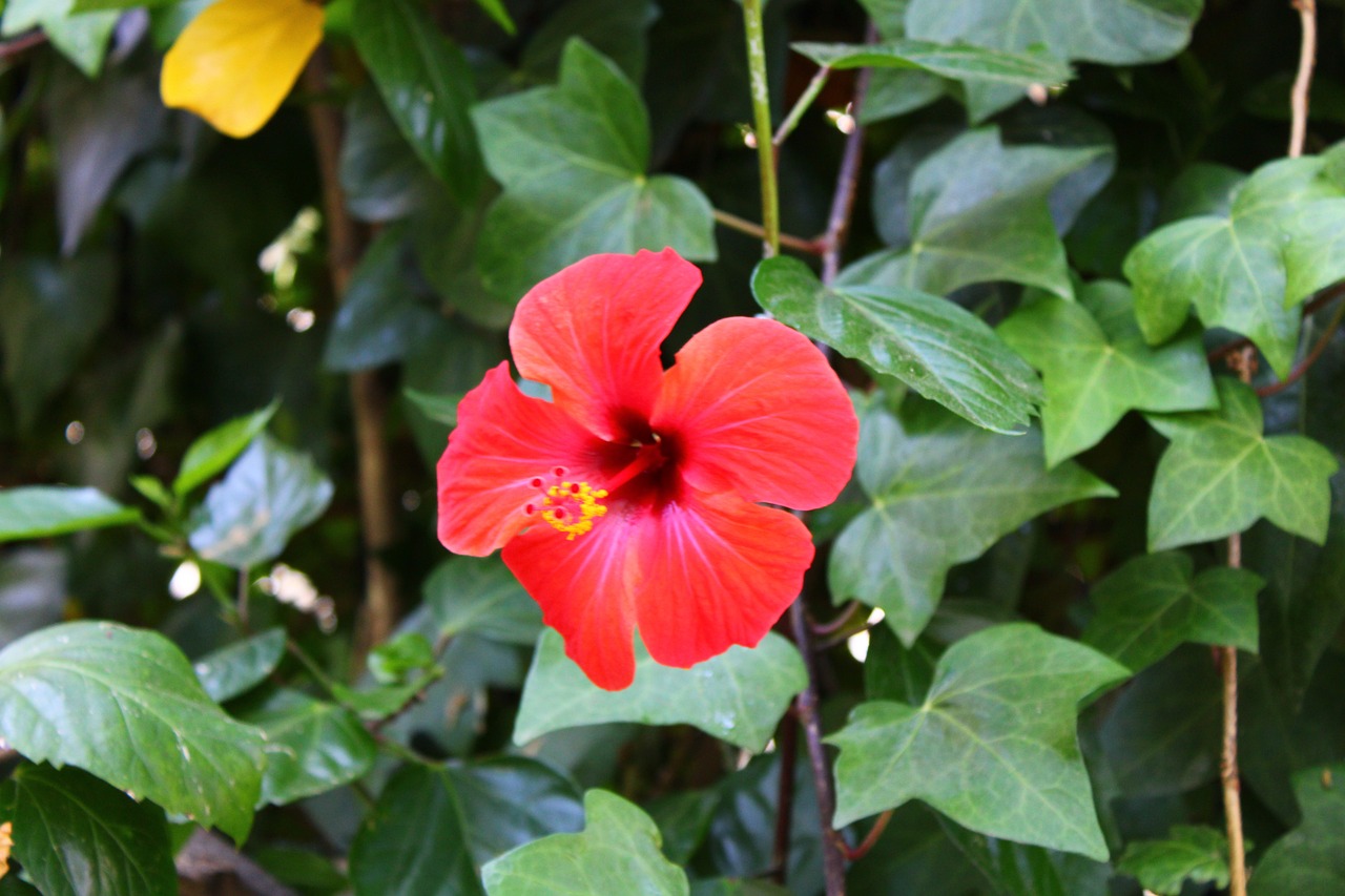 Fleur Rouge - Photo gratuite sur Pixabay - Pixabay