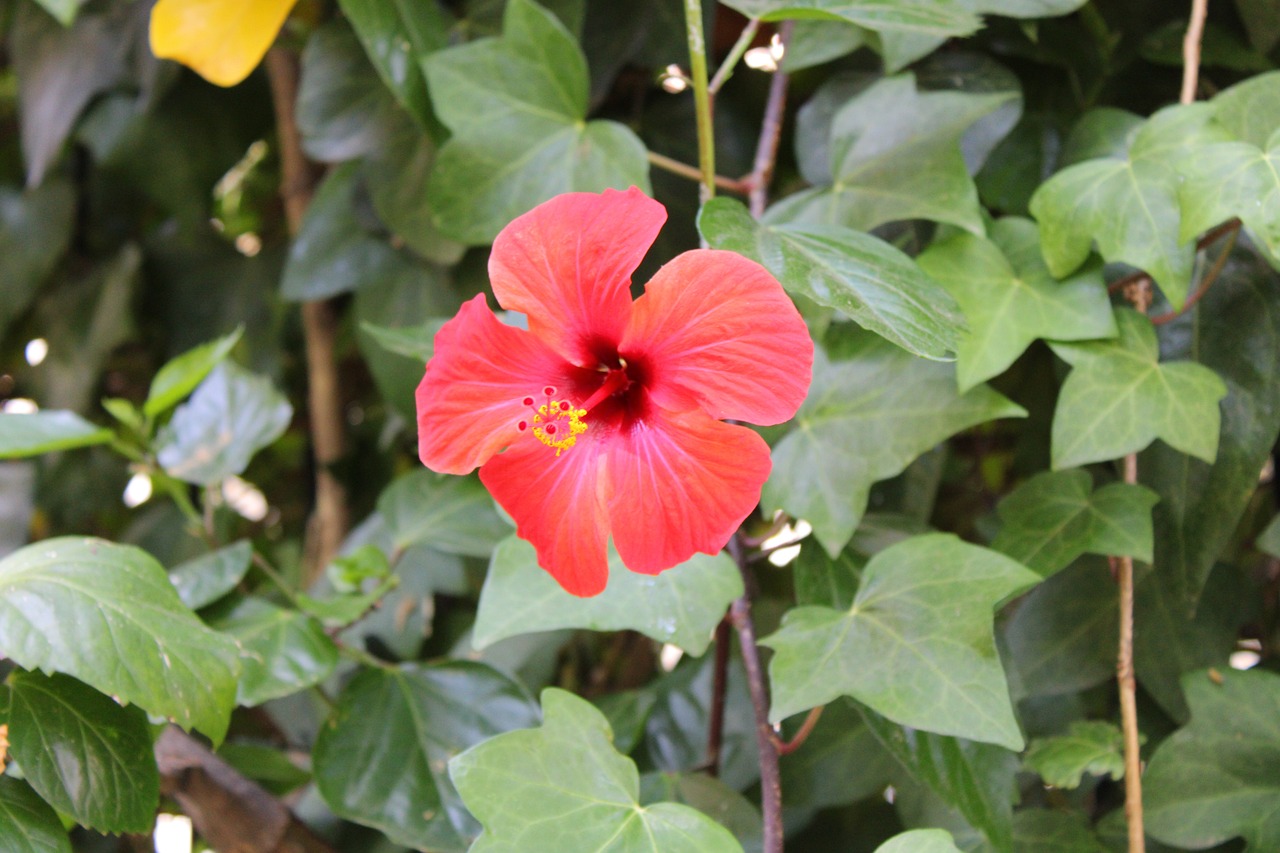 Red Flower - Free photo on Pixabay