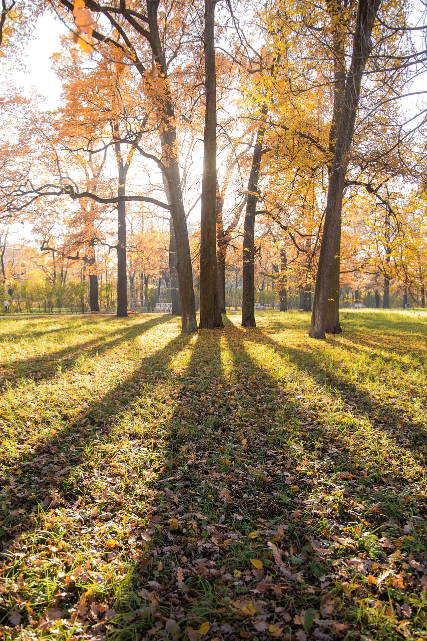 Parque Paisaje Árboles - Foto gratis en Pixabay - Pixabay