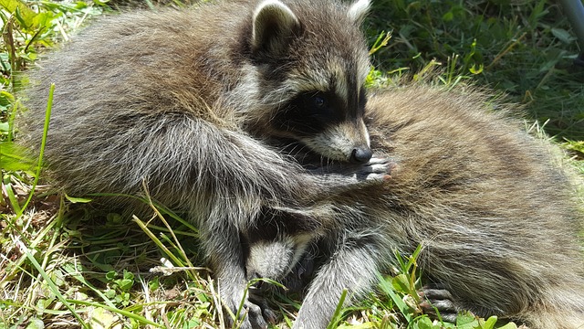 Racoon Baby Sweet - Free photo on Pixabay - Pixabay