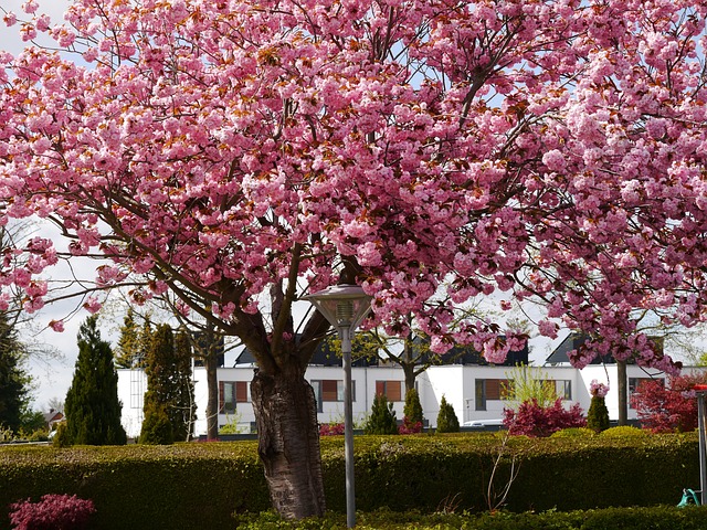 Spring Cherry Tree - Free photo on Pixabay