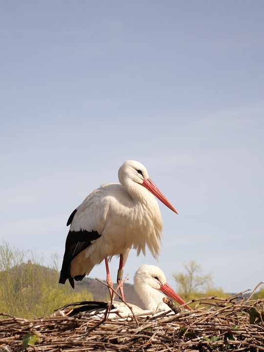 Storks Birds Beak - Free photo on Pixabay