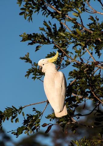 300+ Free Cockatoo & Parrot Images - Pixabay