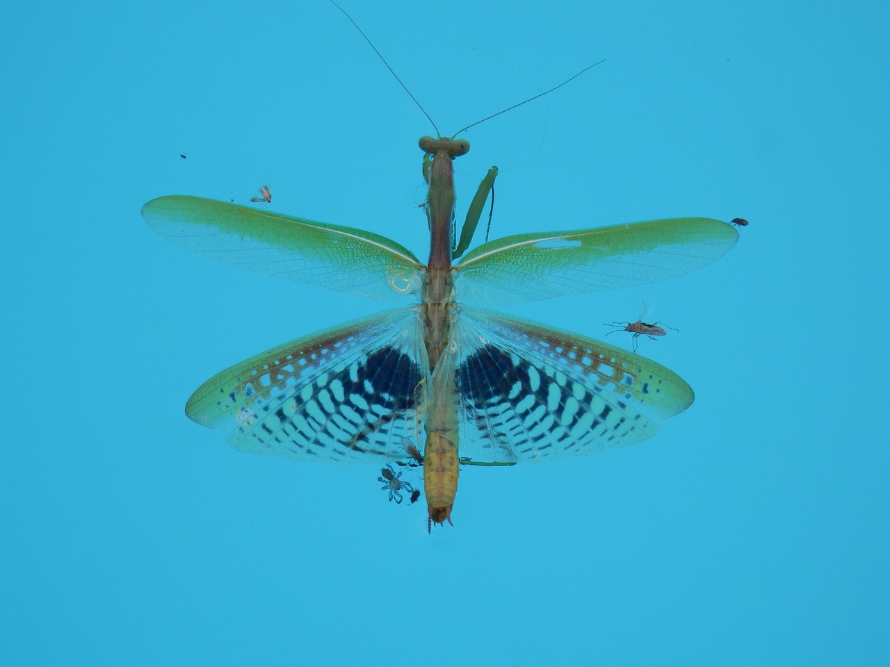 Insecto Agua Mantis - Foto gratis en Pixabay