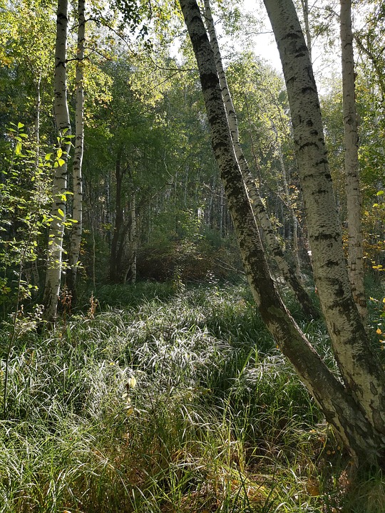 La Nature Forêt Bosquet - Photo gratuite sur Pixabay - Pixabay