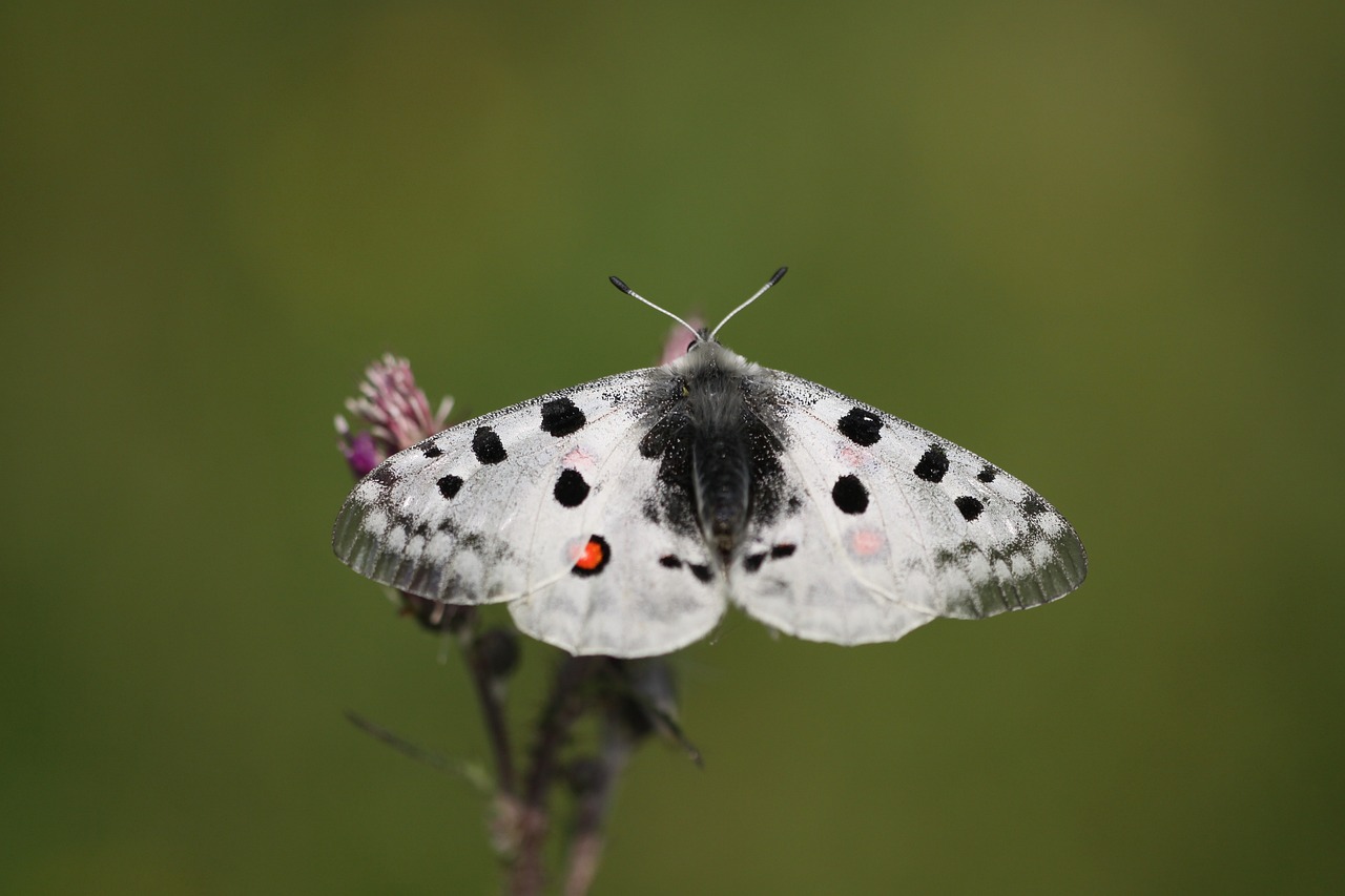Butterfly Apollo Wings - Free photo on Pixabay