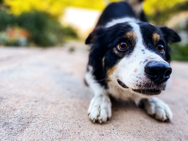 Chien Border Collie Espiègle - Photo gratuite sur Pixabay - Pixabay