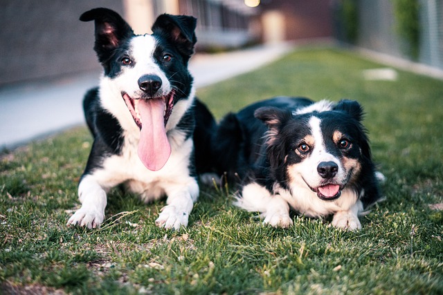 100,000+ Free Happy-Dog & Happy Dog Images - Pixabay