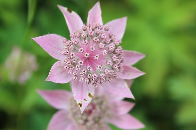 Flores Cor De Rosa Pétalas - Foto gratuita no Pixabay - Pixabay
