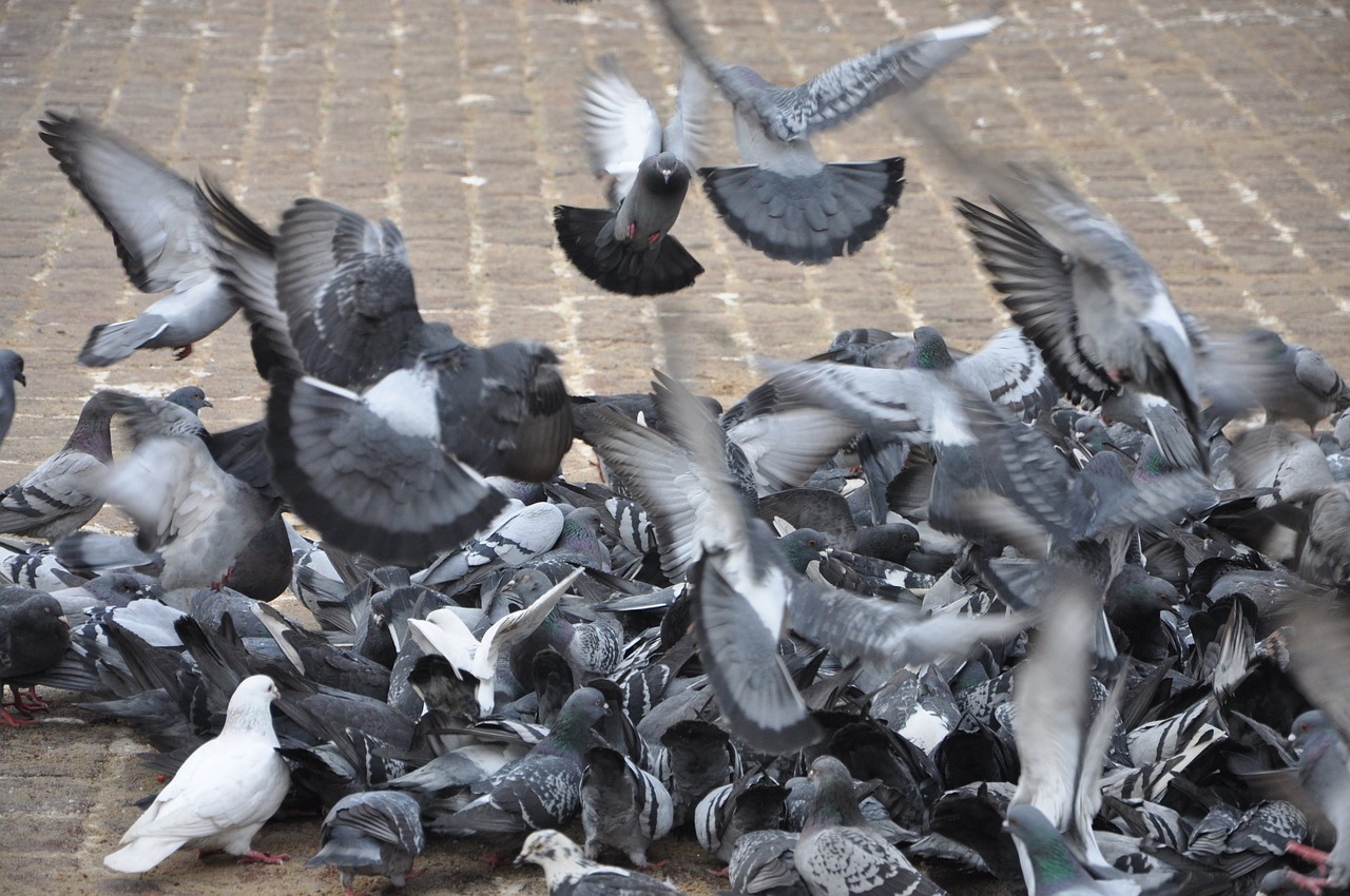 Pigeons Des Oiseaux Ailes - Photo gratuite sur Pixabay - Pixabay