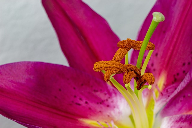 Bunga Kelopak Anggrek - Foto gratis di Pixabay - Pixabay
