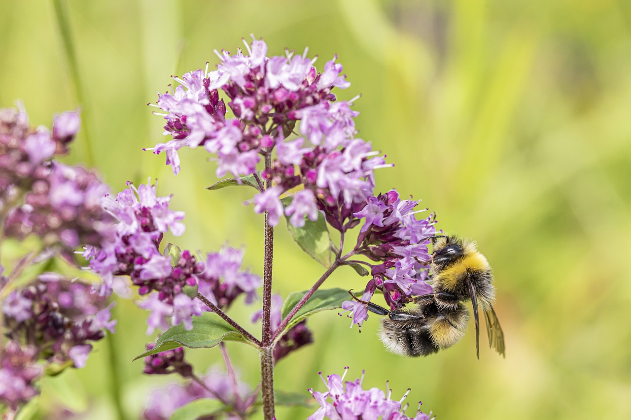 400+ Free Bumble Bee & Nature Images - Pixabay