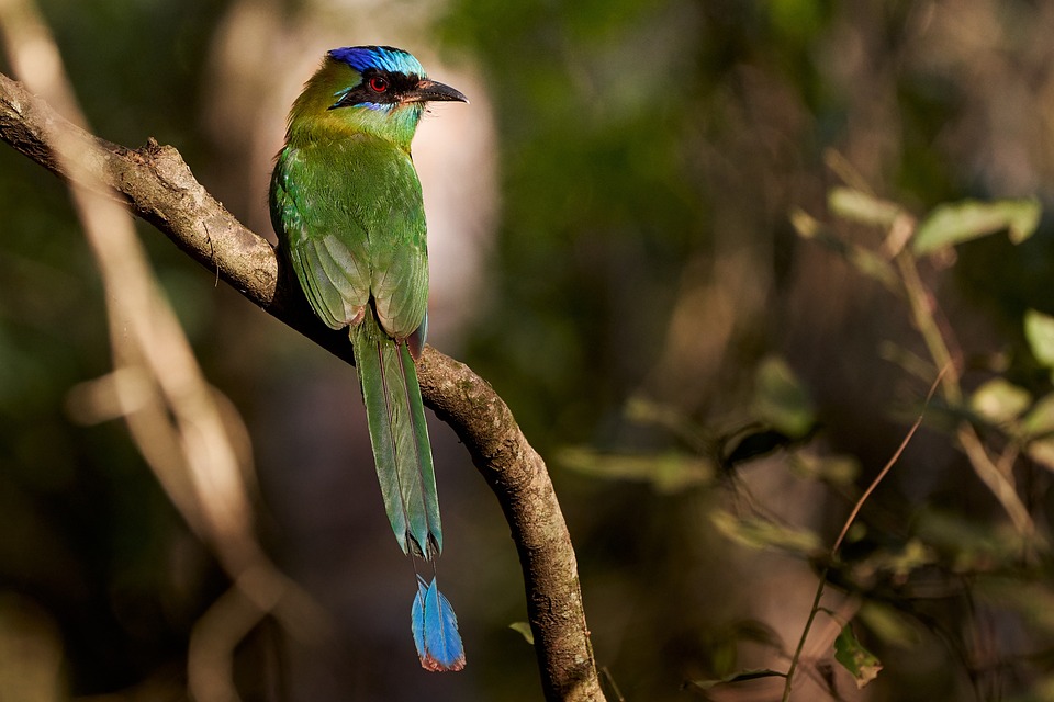 Blue-Capped Motmot Bird Branch - Free photo on Pixabay