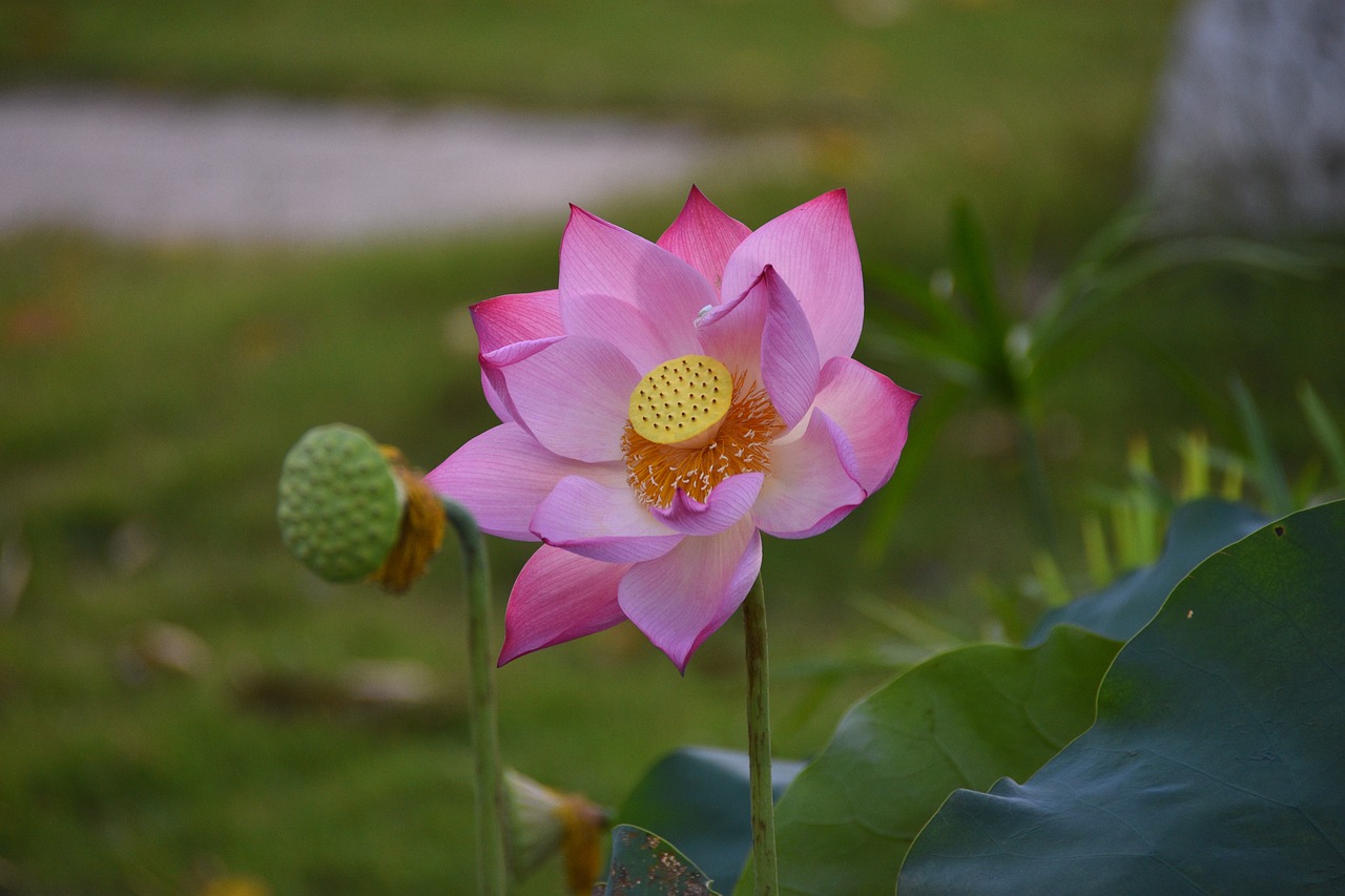 Teratai Bunga Kolam Daun - Foto gratis di Pixabay - Pixabay