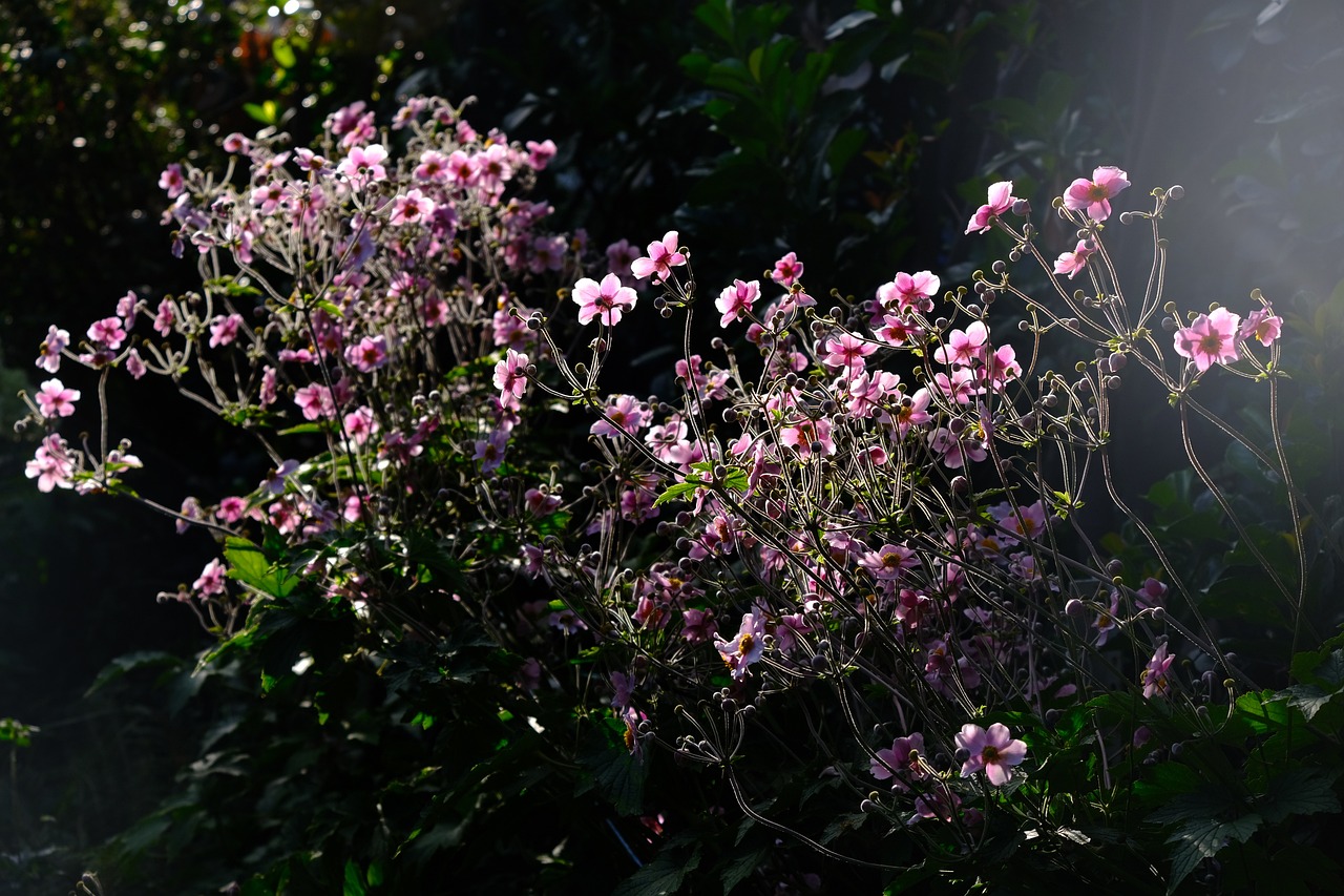 Japanese Anemones Garden - Free photo on Pixabay