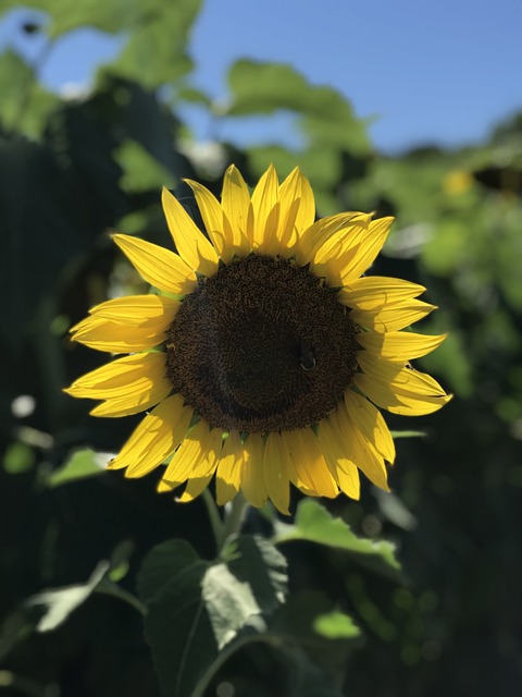 Floarea Soarelui Floare Câmp - Fotografie gratuită pe Pixabay - Pixabay