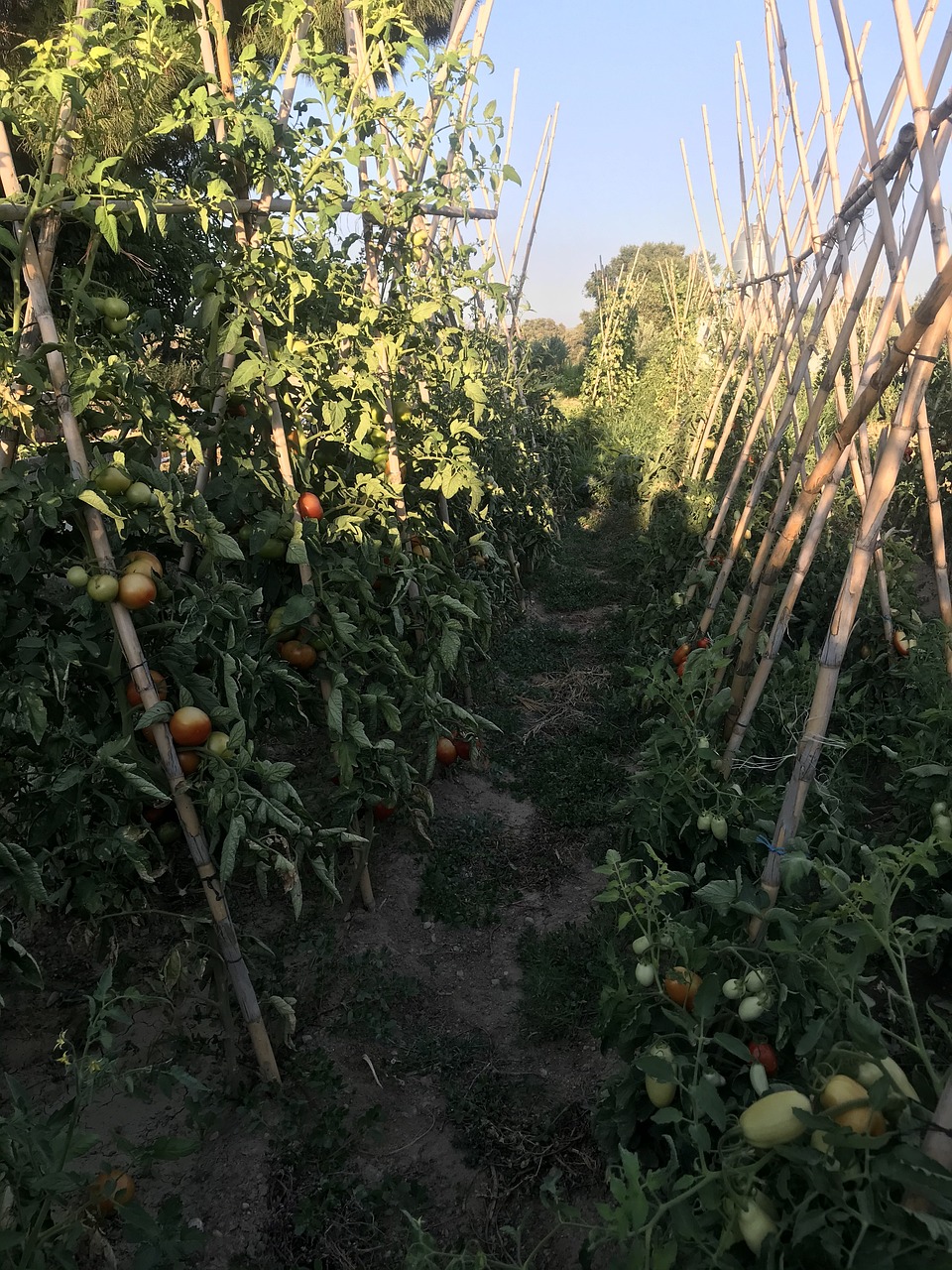Harvest Natural Farming - Free photo on Pixabay - Pixabay