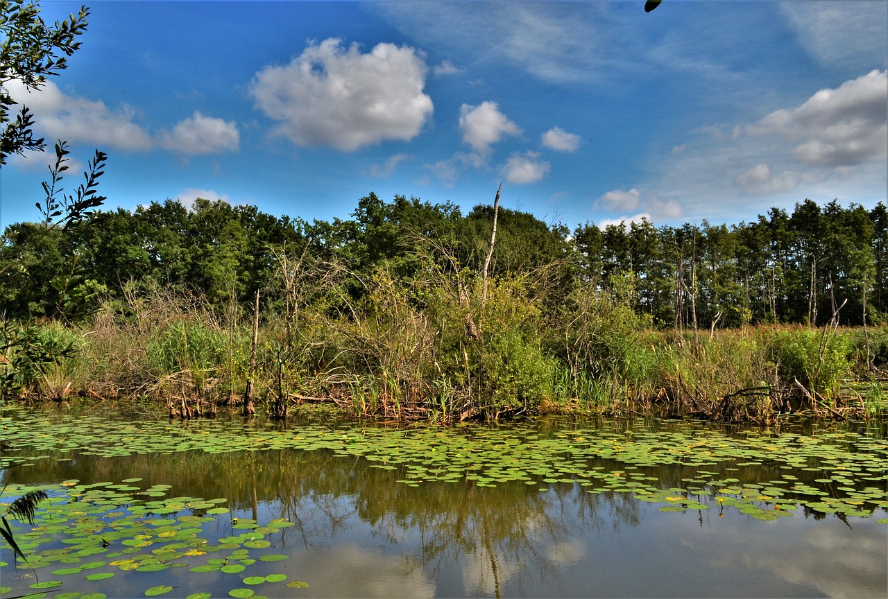 Pantano Naturaleza Este Reserva - Foto gratis en Pixabay - Pixabay