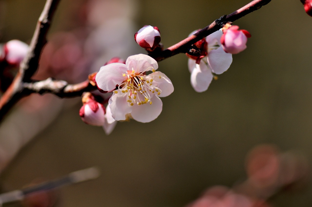 Flor De Cerejeira Sakura Árvore - Foto gratuita no Pixabay - Pixabay