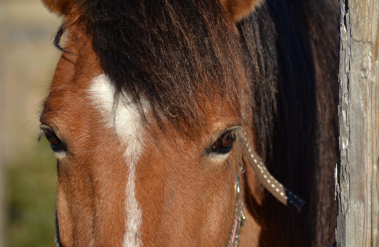 10 000+ kostnadsfria bilder med Finnish Horse och Natur - Pixabay