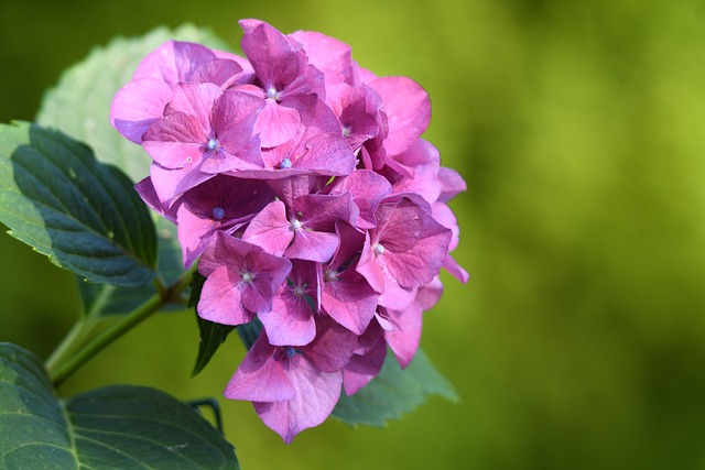 Hydrangea Bunga Ungu - Foto gratis di Pixabay - Pixabay