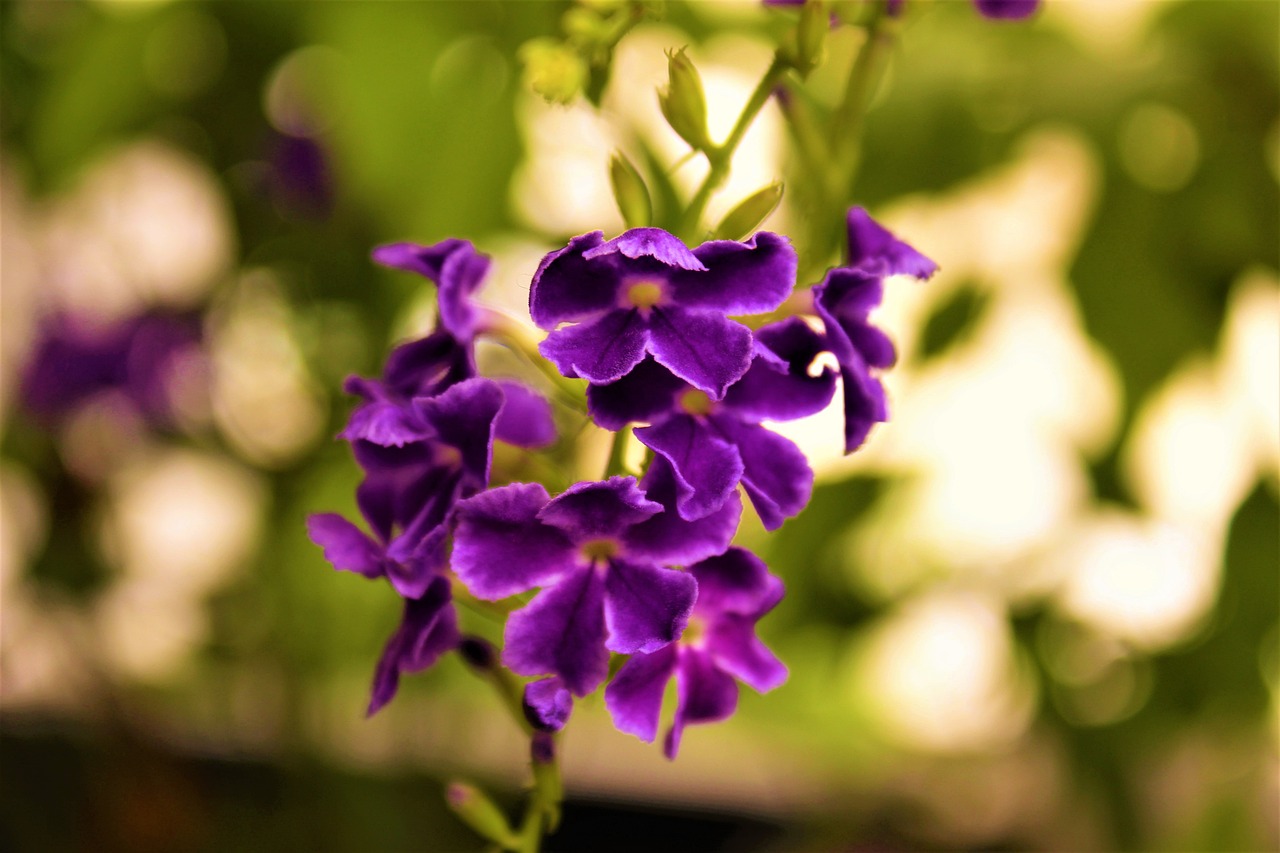 Bunga-Bunga Ungu Kelopak Bunga - Foto gratis di Pixabay - Pixabay
