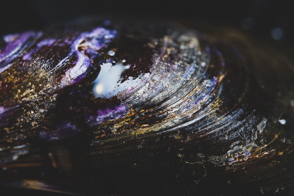 Coquille Coquillage Mollusque - Photo gratuite sur Pixabay