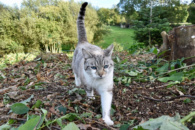 Cat Félin Chat Marche Animal De - Photo gratuite sur Pixabay - Pixabay