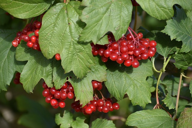 Eberesche Beeren Rot - Kostenloses Foto auf Pixabay - Pixabay