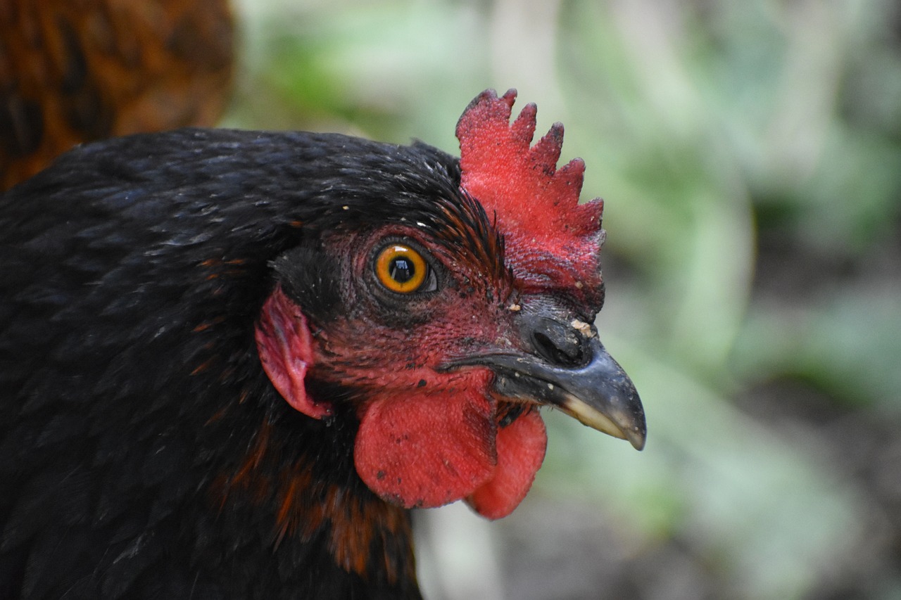 Poule Poulet La Volaille - Photo gratuite sur Pixabay - Pixabay