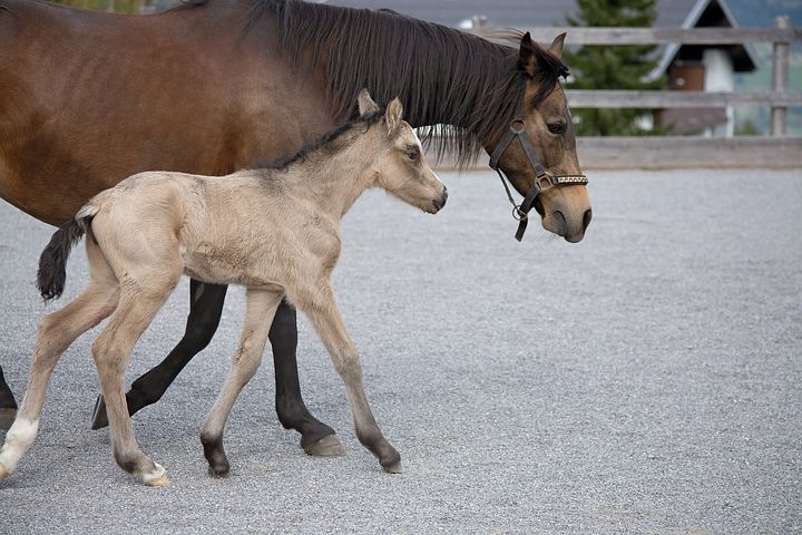 700+ Free Mare Foal & Foal Images - Pixabay