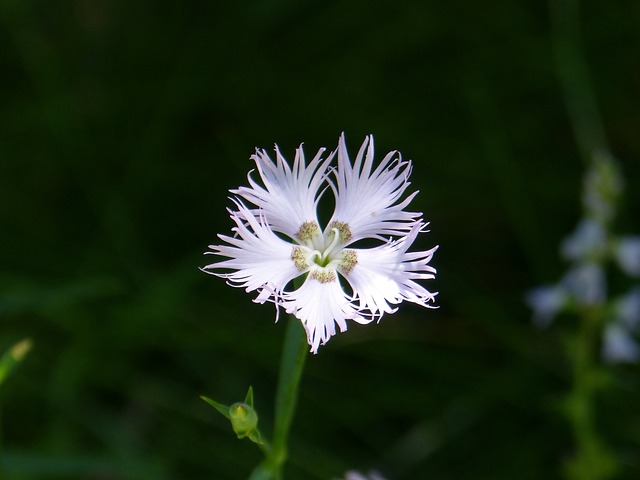 Œillet Oeillet Sauvage Fleur - Photo gratuite sur Pixabay - Pixabay