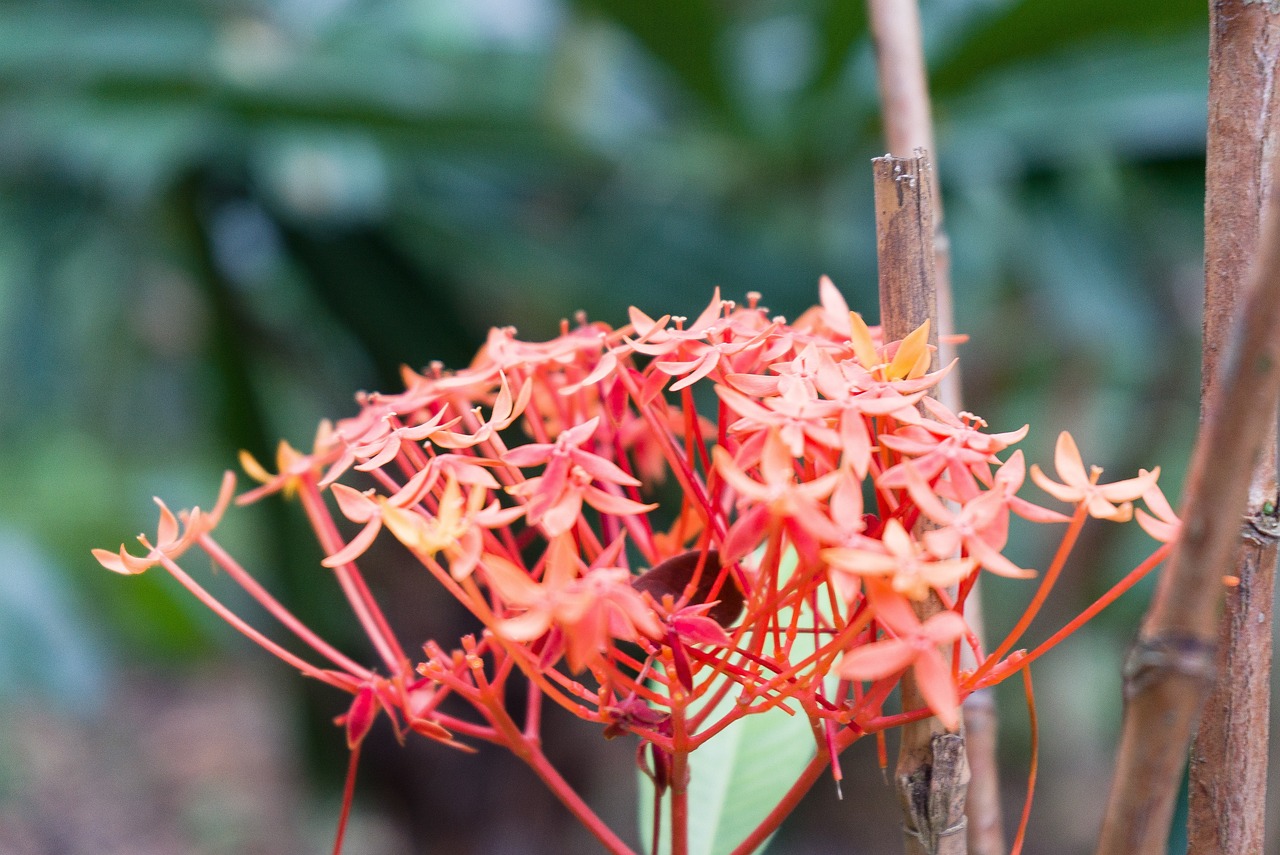 Blumen Ixora Rubiaceae - Kostenloses Foto auf Pixabay - Pixabay
