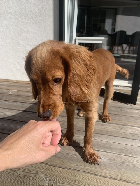 Dog Hand Pet - Free photo on Pixabay - Pixabay