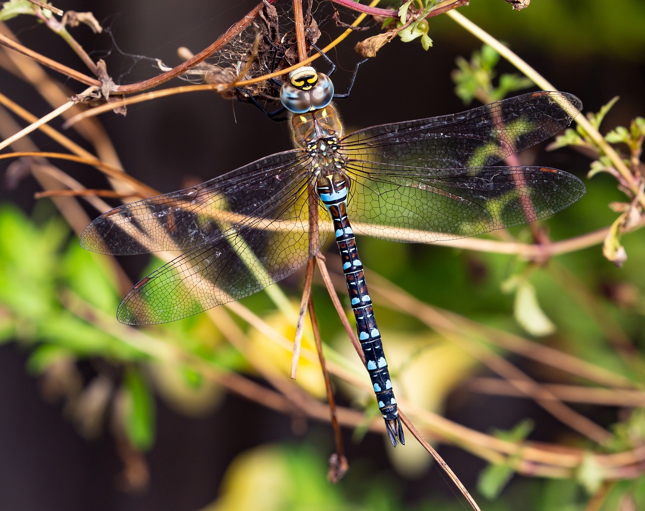 Page 3 - 6,000+ Dragonfly Pictures & Images [HD] - Pixabay