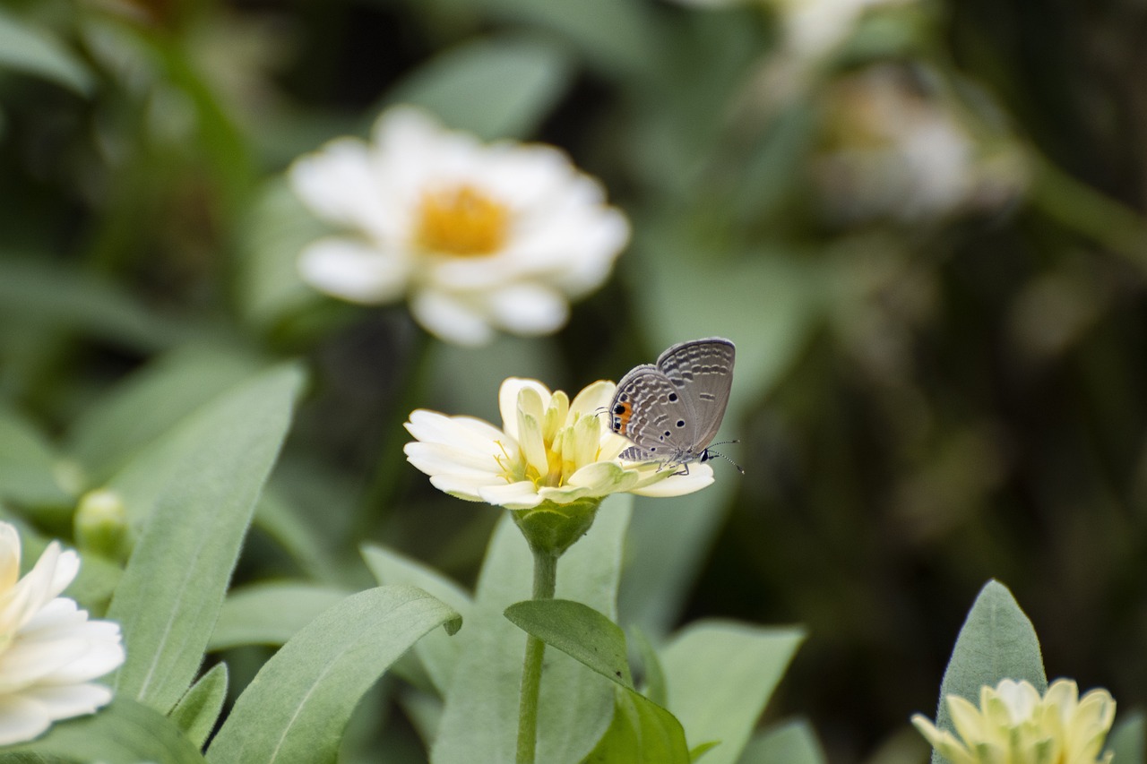 Fleurs Papillon Insecte - Photo gratuite sur Pixabay - Pixabay