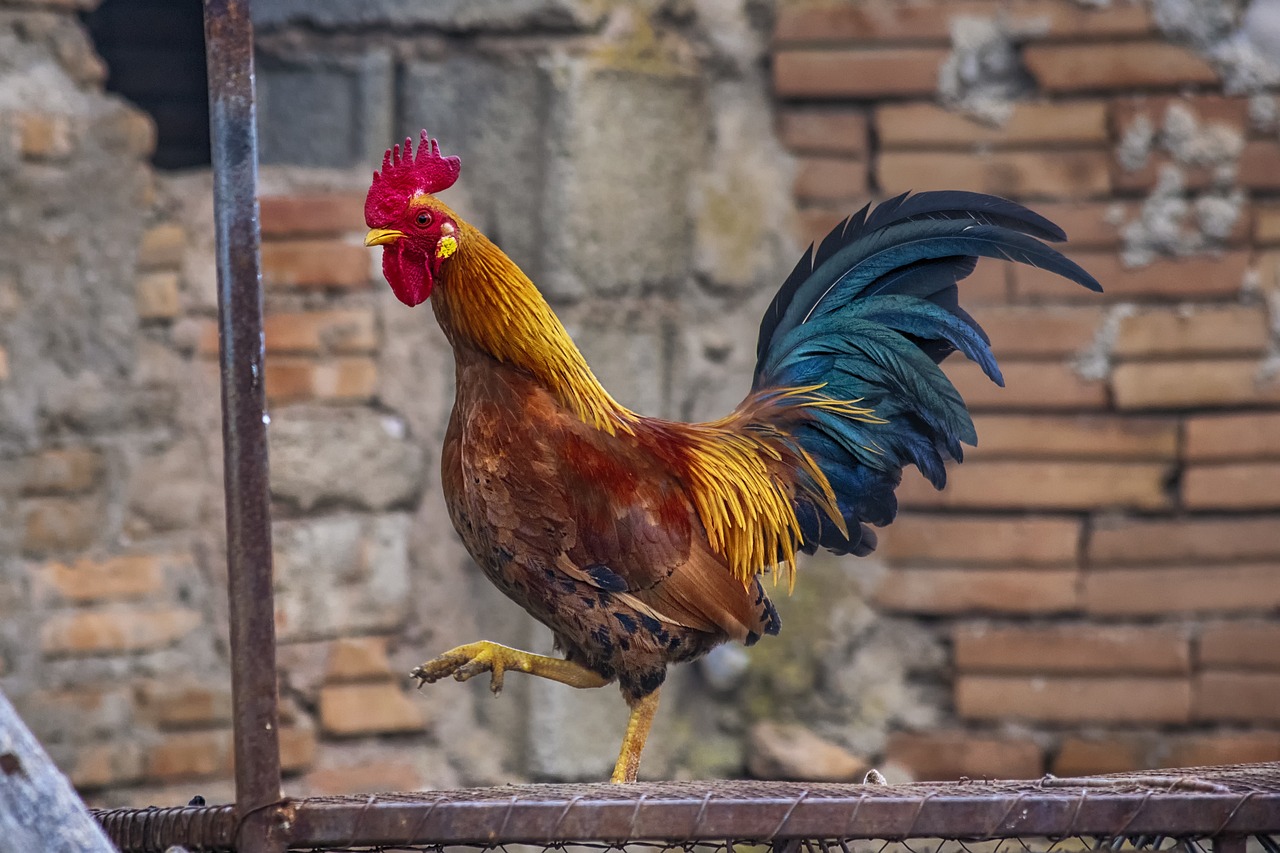 1,000+ HD Rooster Pictures & Images for Free - Pixabay