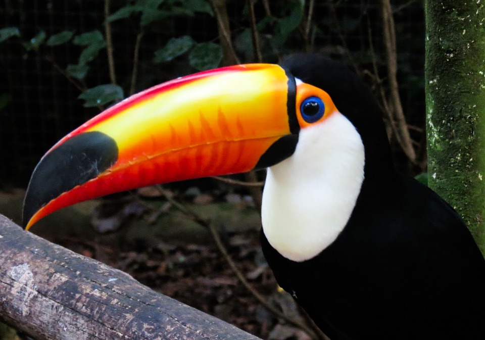 Toucan Vogels Jungle - Gratis foto op Pixabay - Pixabay
