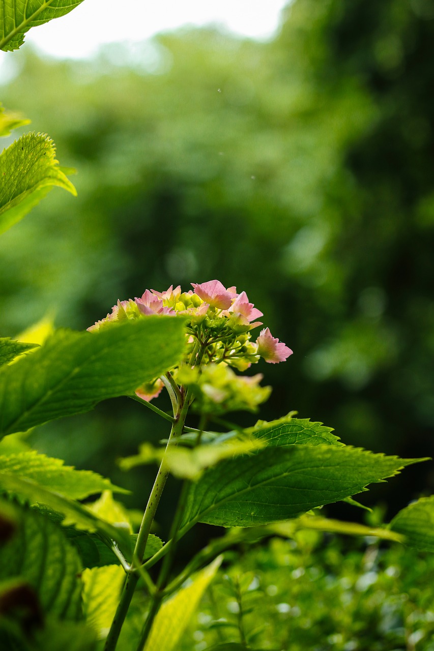 Hortensie Blumen Garten - Kostenloses Foto auf Pixabay - Pixabay