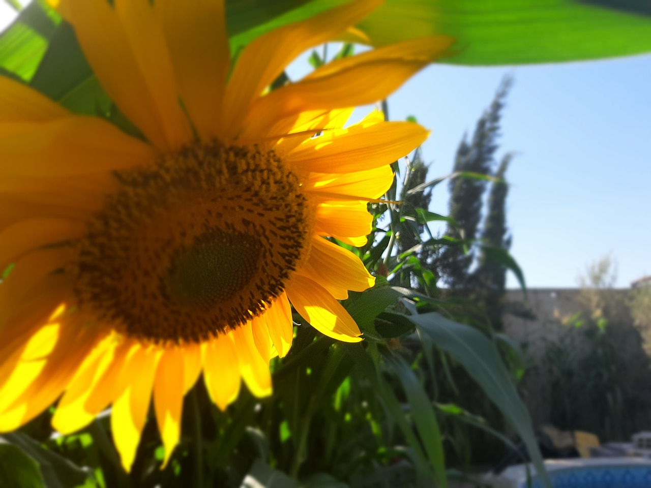 Natural Sunlight Flower - Free photo on Pixabay - Pixabay