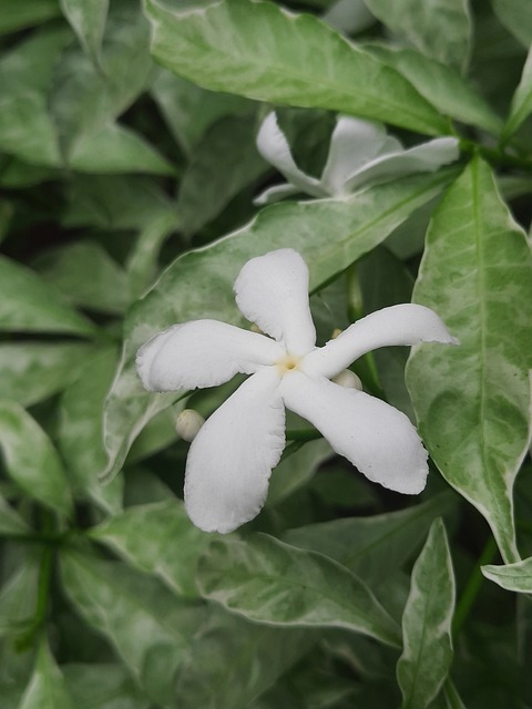 White Angel Flower - Free photo on Pixabay - Pixabay