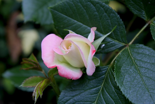 Mugur De Trandafir Floare - Fotografie gratuită pe Pixabay - Pixabay