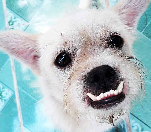 Cão Animais Cachorro - Foto gratuita no Pixabay - Pixabay