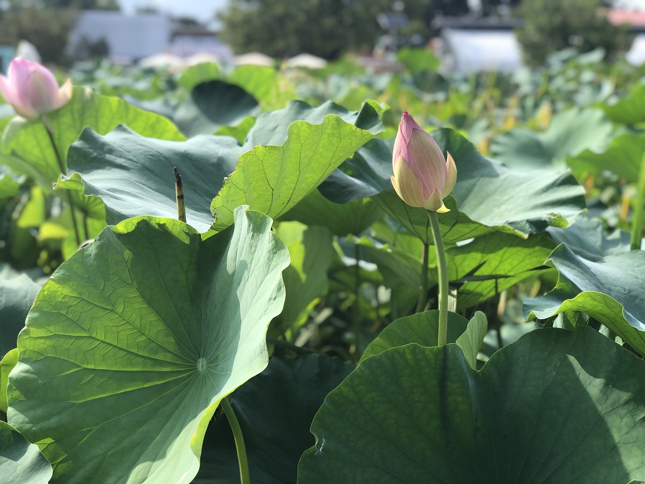 Lotus Feuille De Tête - Photo gratuite sur Pixabay - Pixabay