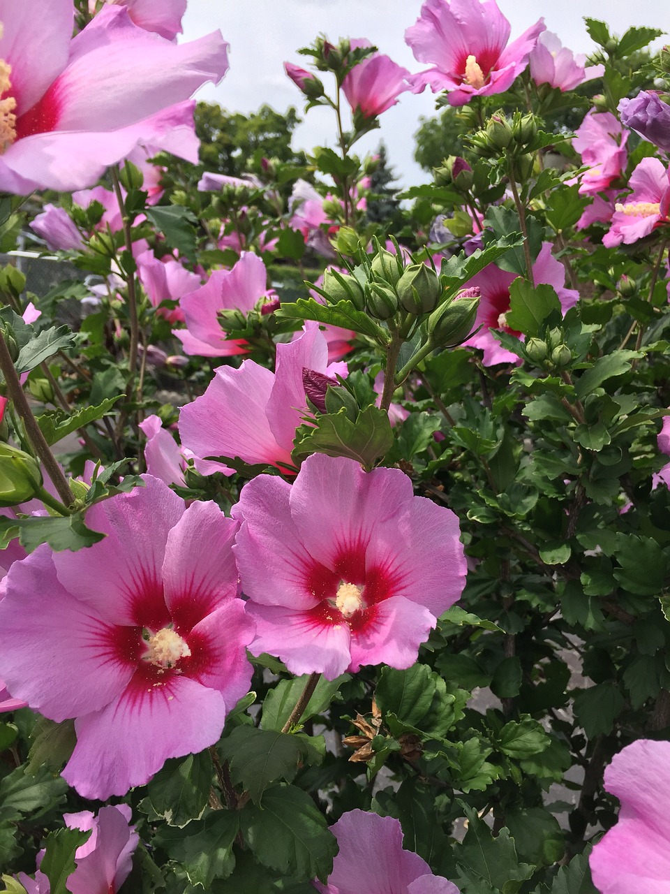 Flor Coreano - Foto gratuita no Pixabay - Pixabay
