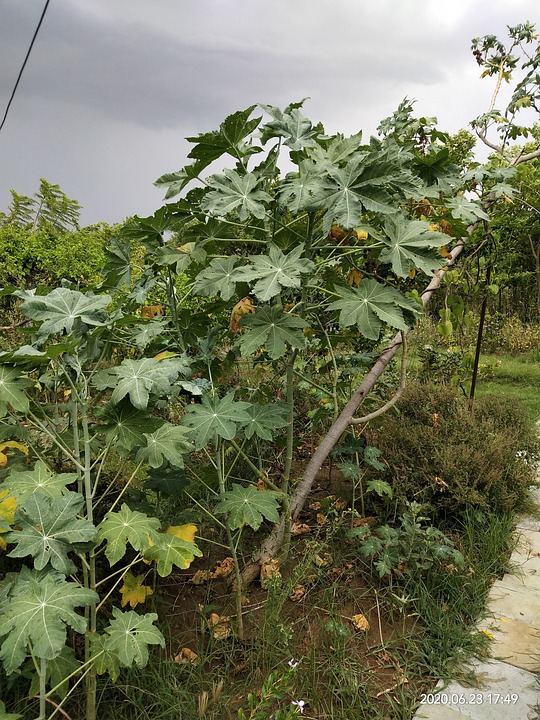 Planta De Ricino Semilla Castor - Foto gratis en Pixabay - Pixabay
