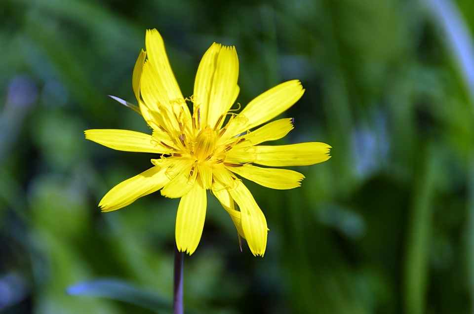 Flower Yellow Petals - Free photo on Pixabay - Pixabay