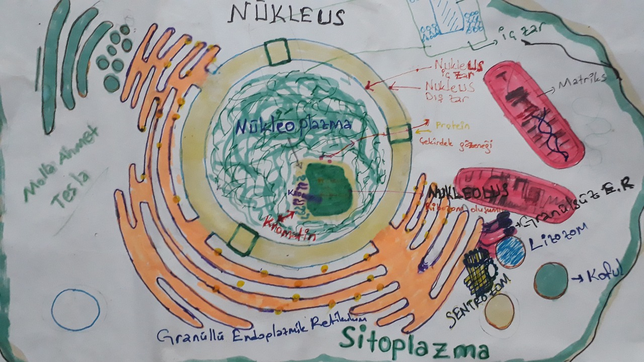 Ökaryot Hücre Sitoplazma Nükleus - Pixabay의 무료 사진