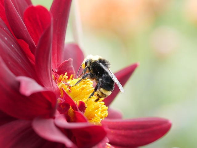 20,000+ Free Bumble Bees & Bees Images - Pixabay